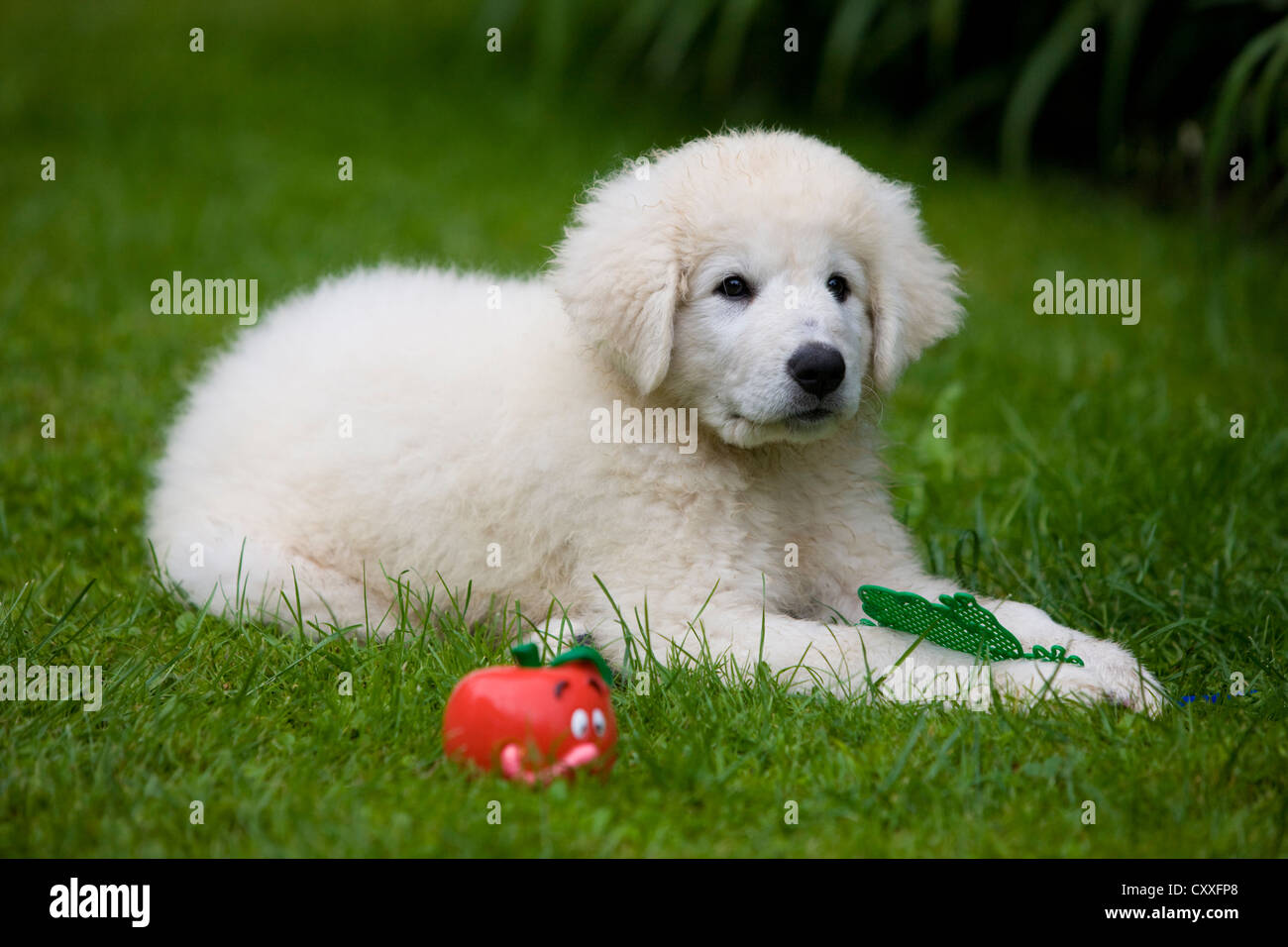 Maremma Sheepdog, puppy lying on lawn with toys, northern Tyrol ...