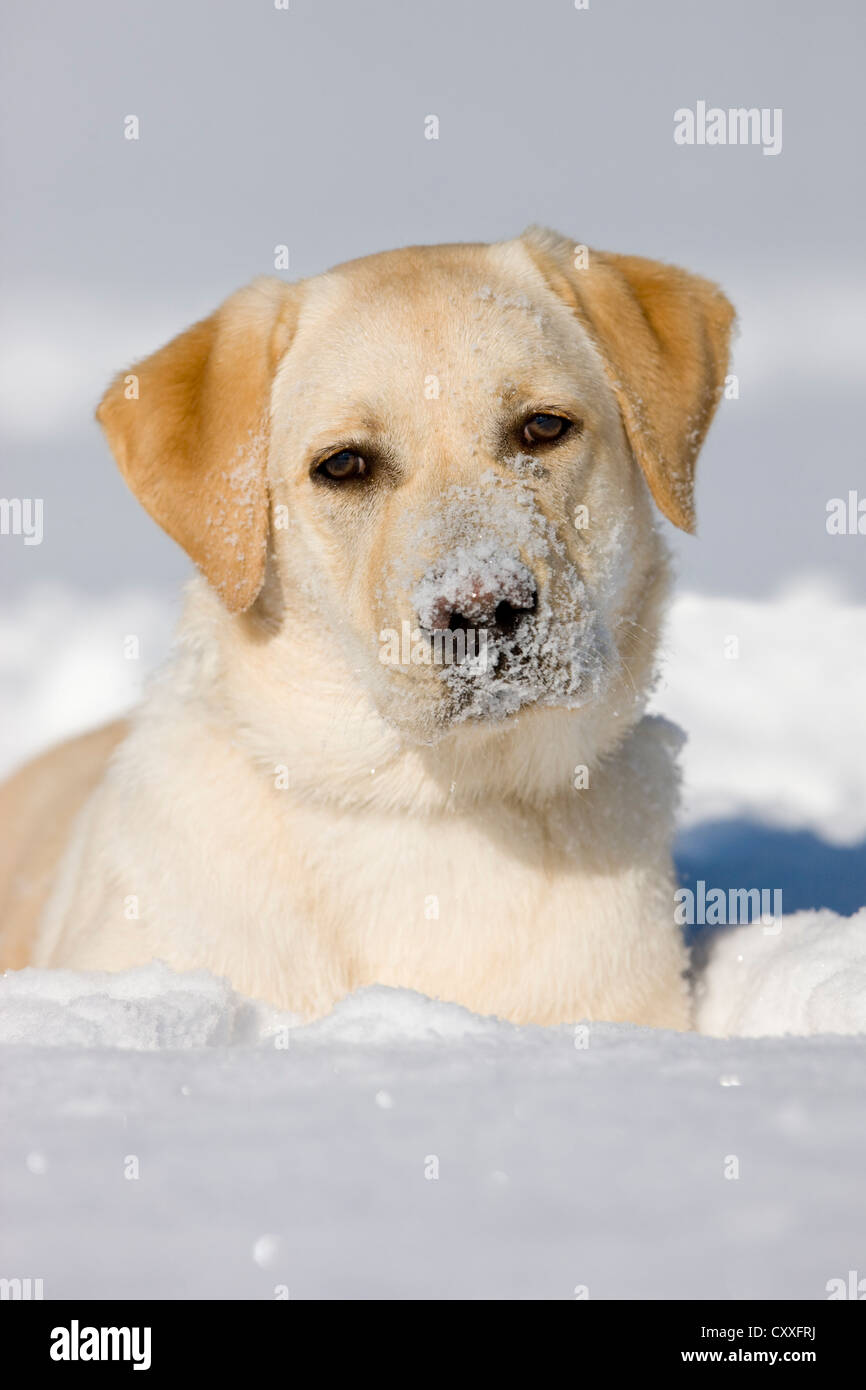 Labrador photos hi-res stock photography and images - Alamy