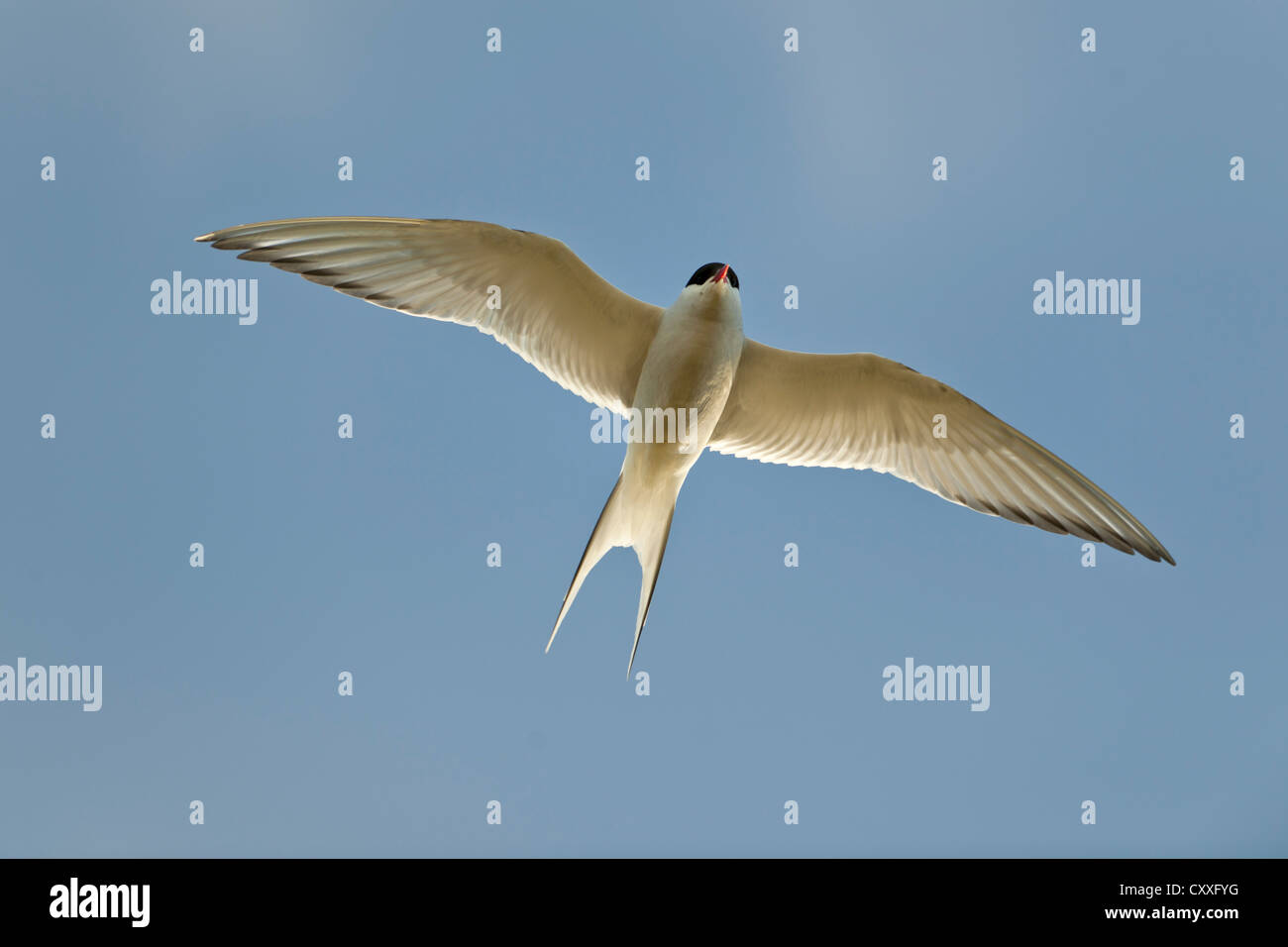 Oscines passeriformes passerines passerine songbirds wings hi-res stock ...