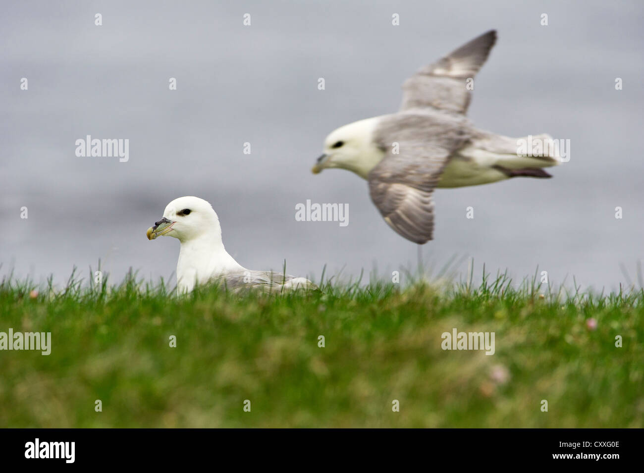 Northern Fulmar or Arctic Fulmar (Fulmarus glacialis), northeastern ...