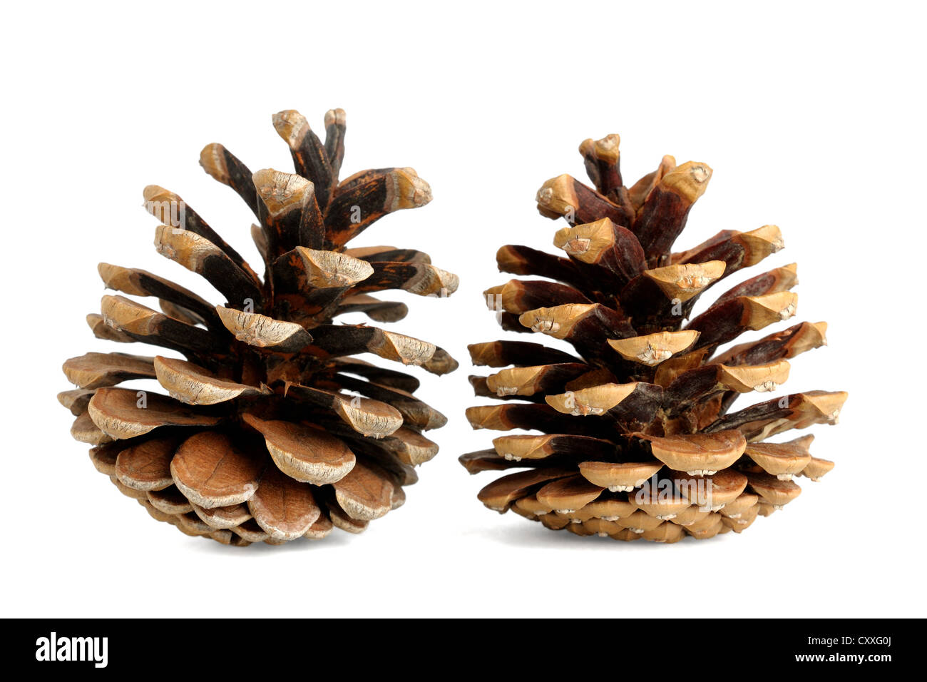 Pair of pine cones on tree hi-res stock photography and images - Alamy