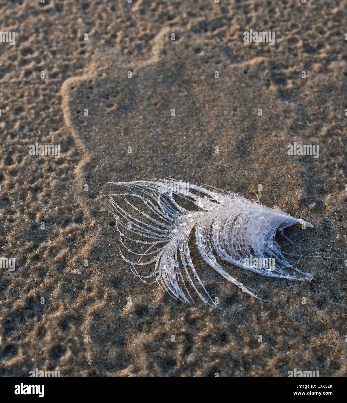 Gulls of denmark hi-res stock photography and images - Alamy