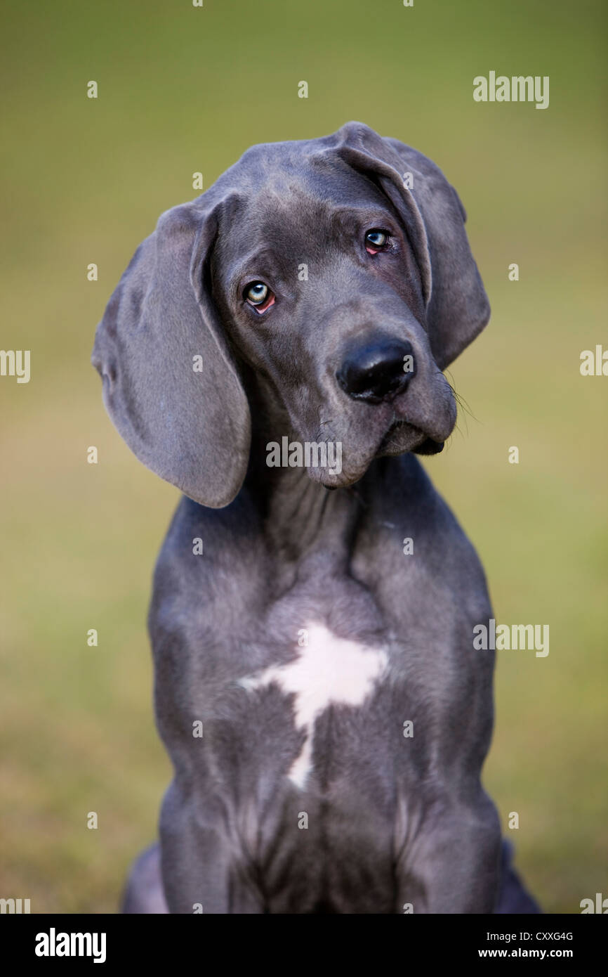 German Mastiff puppy, portrait, North Tyrol, Austria, Europe Stock ...