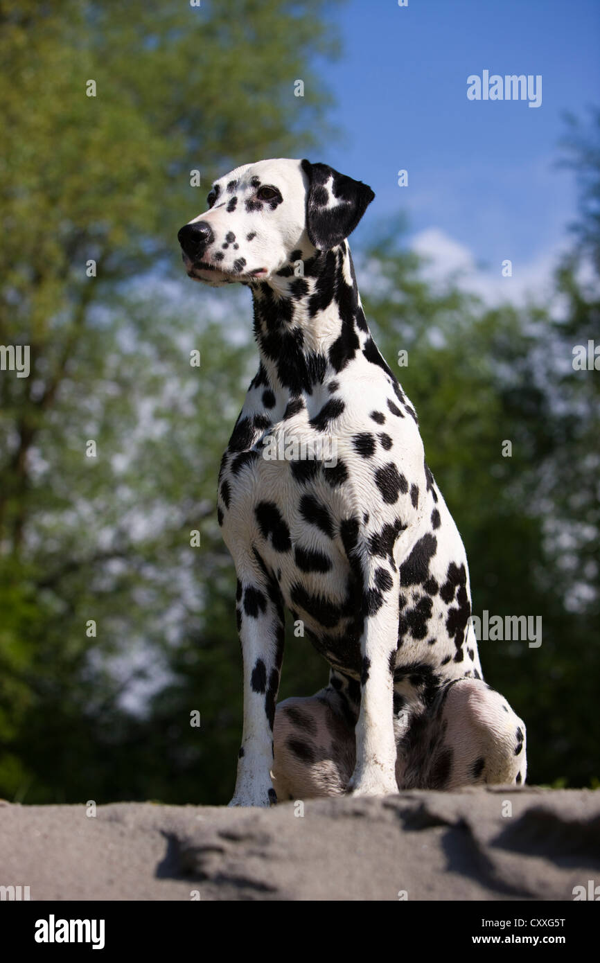 Dalmatian dog hi-res stock photography and images - Alamy