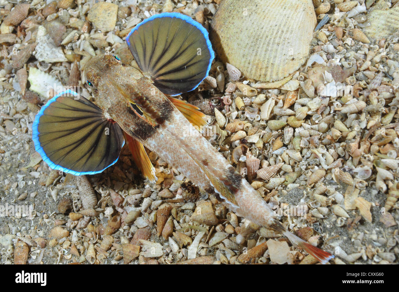 Butterfly gurnard hi-res stock photography and images - Alamy