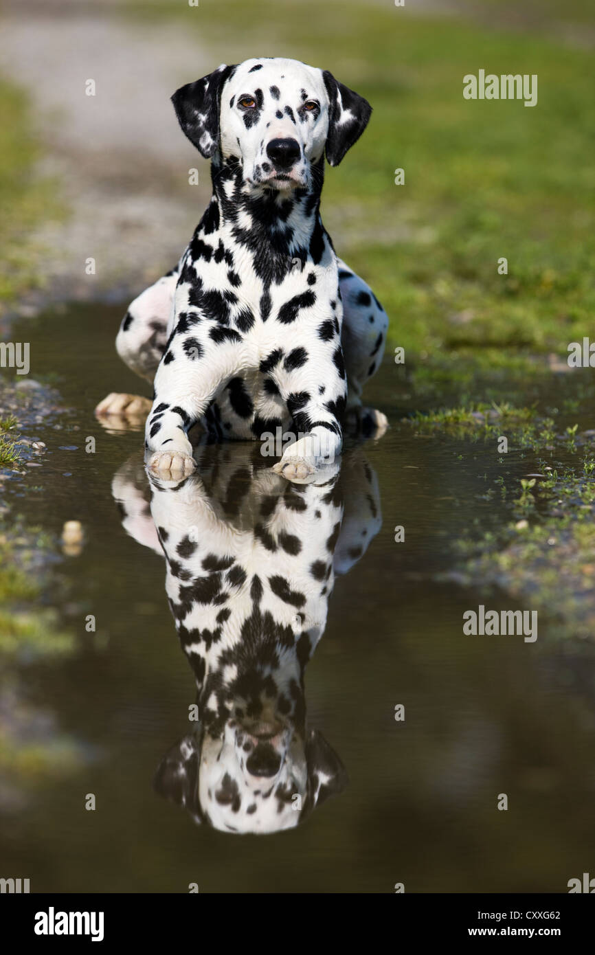 Puddle hi-res stock photography and images - Alamy
