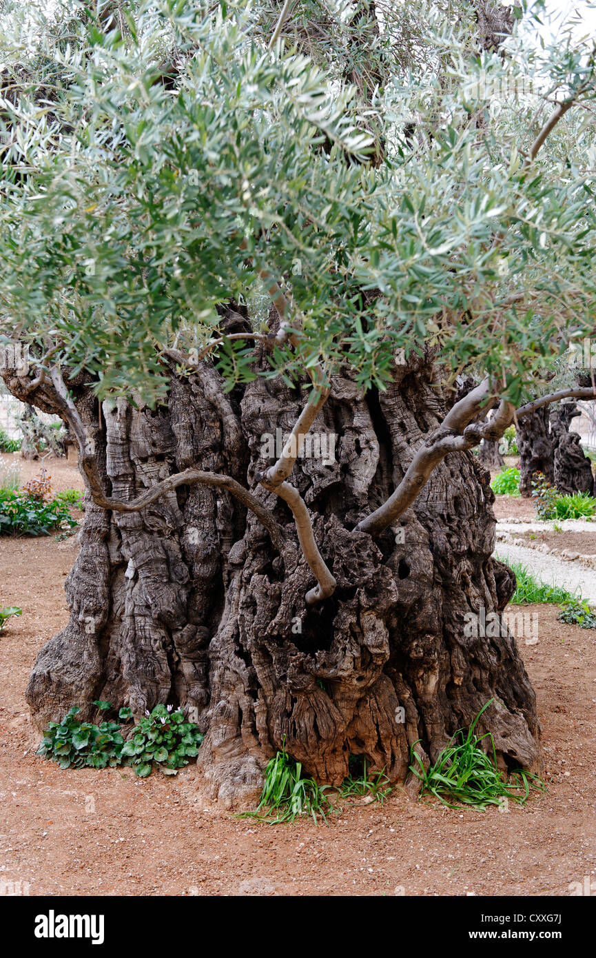 Mount of olives trees hi-res stock photography and images - Alamy