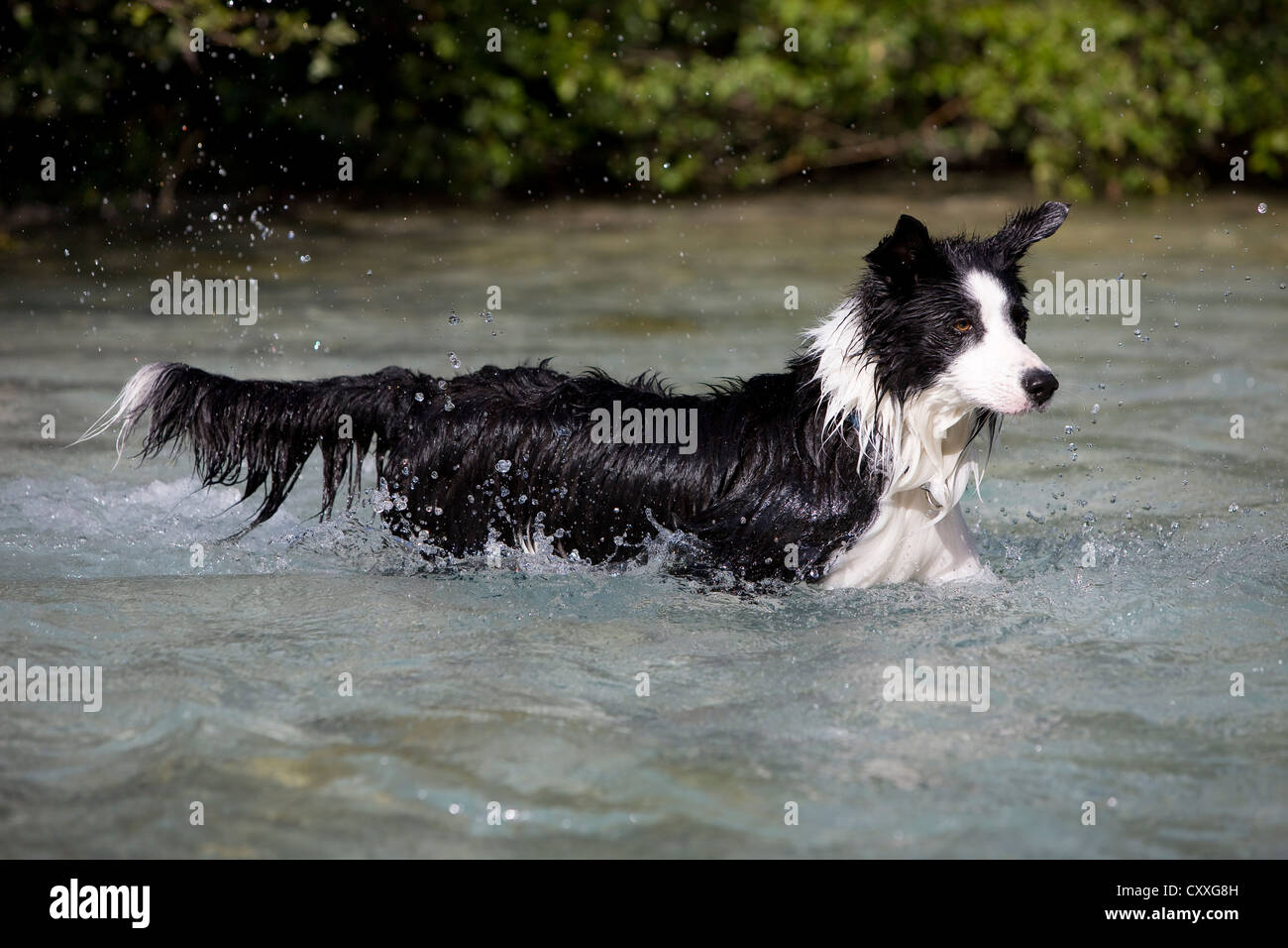 Border Collie walking in the water, North Tyrol, Austria, Europe Stock ...