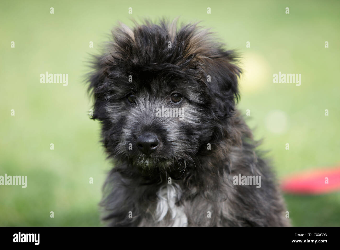 Pyrenean Shepherd, puppy, portrait, northern Tyrol, Austria, Europe ...