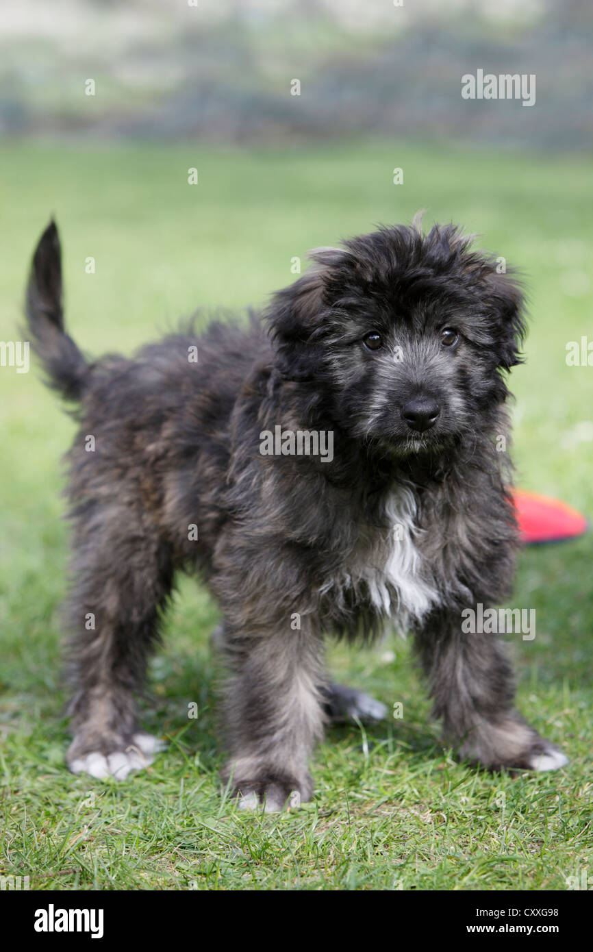 Pyrenean Shepherd, puppy, northern Tyrol, Austria, Europe Stock Photo ...