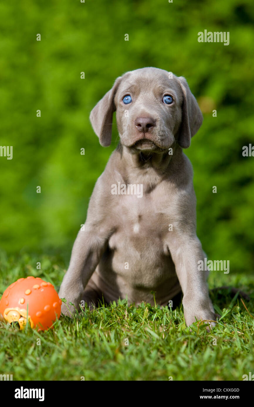 Weimaraner dog hi-res stock photography and images - Alamy