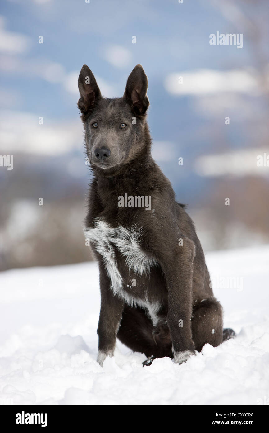 Alpine Shepherd sitting in the snow, North Tyrol, Austria, Europe Stock ...