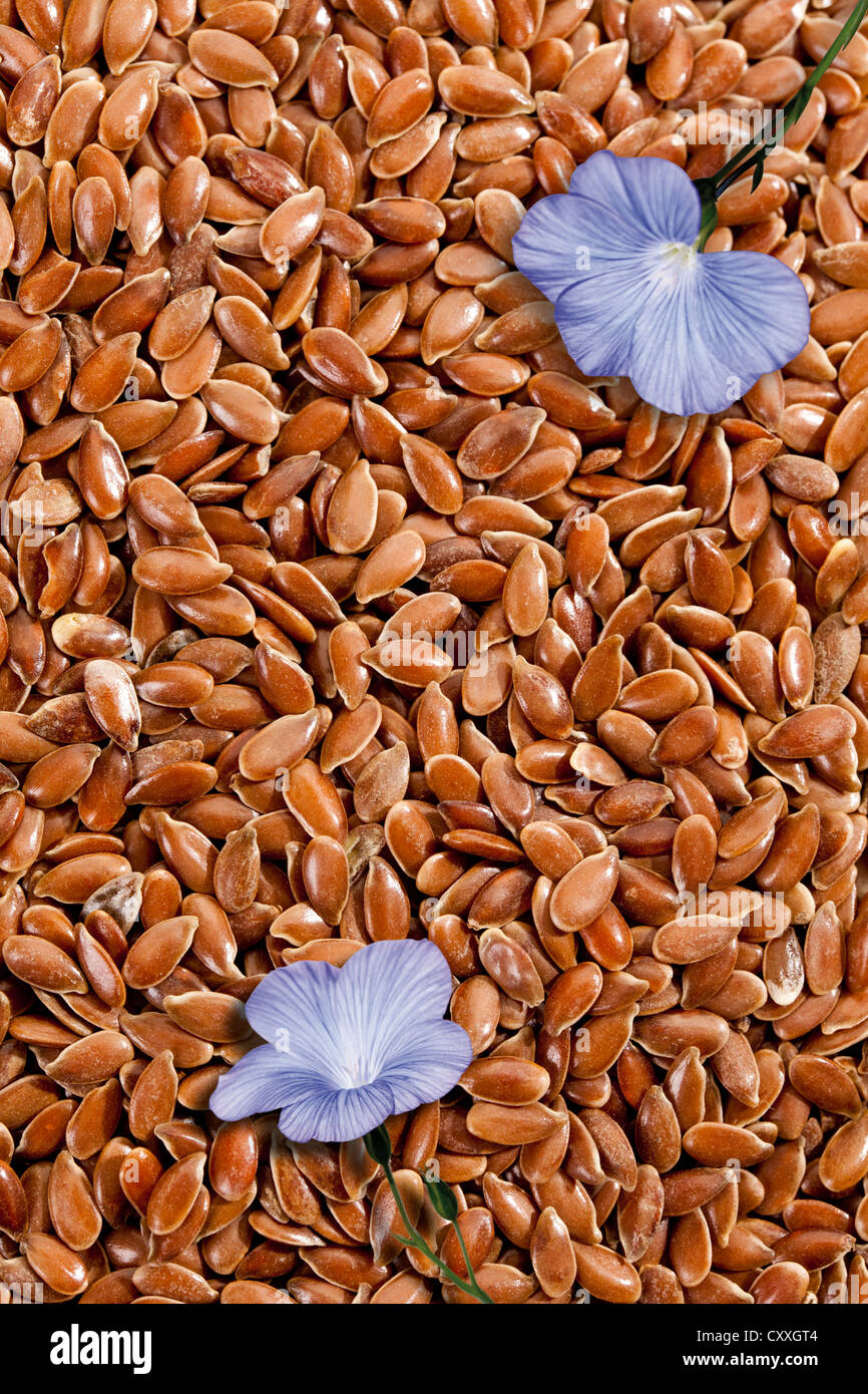 Linseed or Flax (Linum usitatissimum) seeds with a flax flower Stock ...