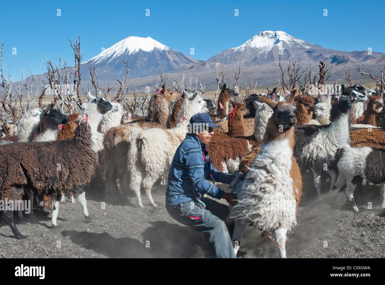 Indian llama herder hi-res stock photography and images - Alamy