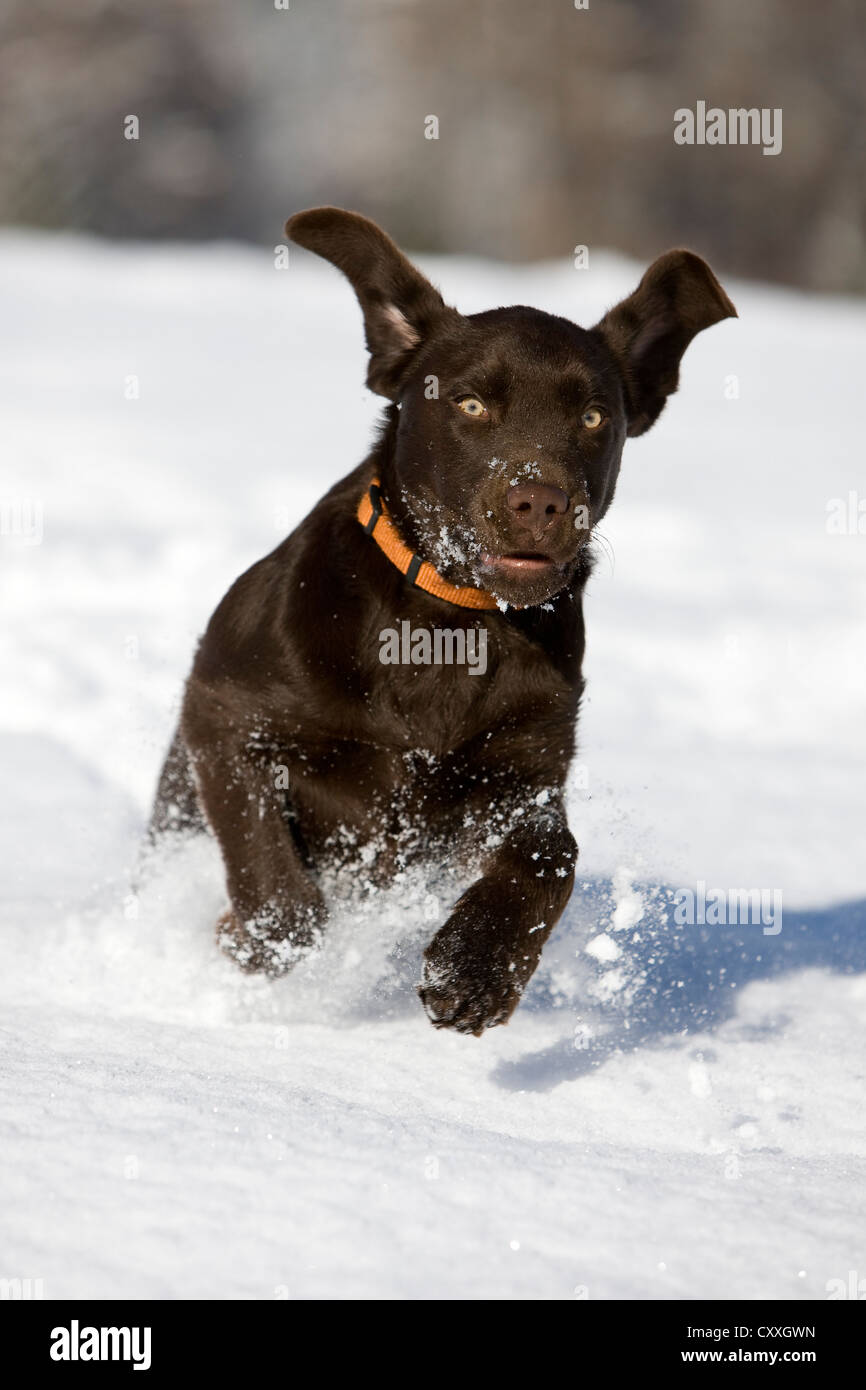 Cute Chocolate Lab Puppies In Snow