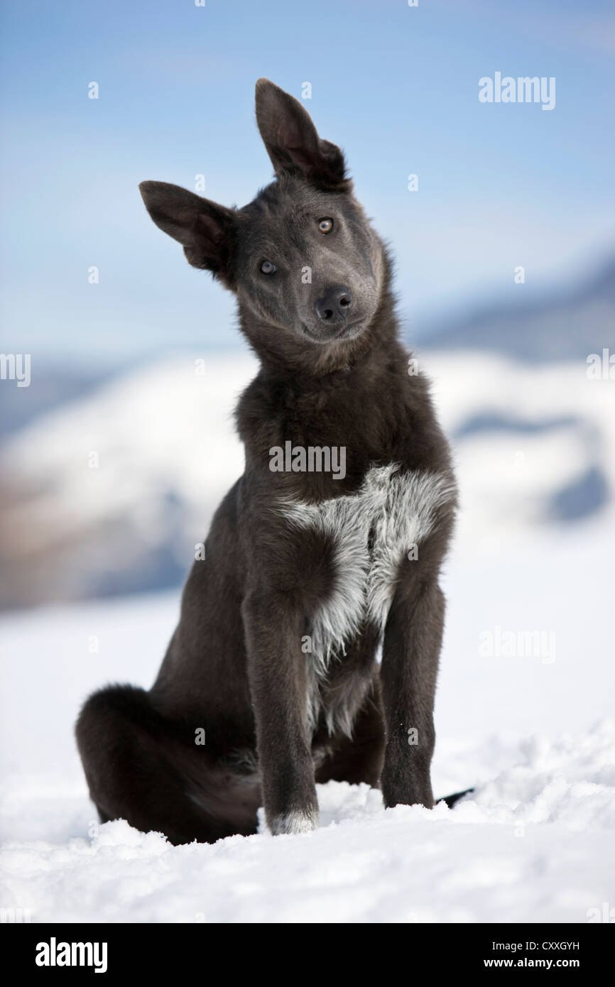 Alpine Shepherd sitting in the snow, looking attentive with a crooked ...