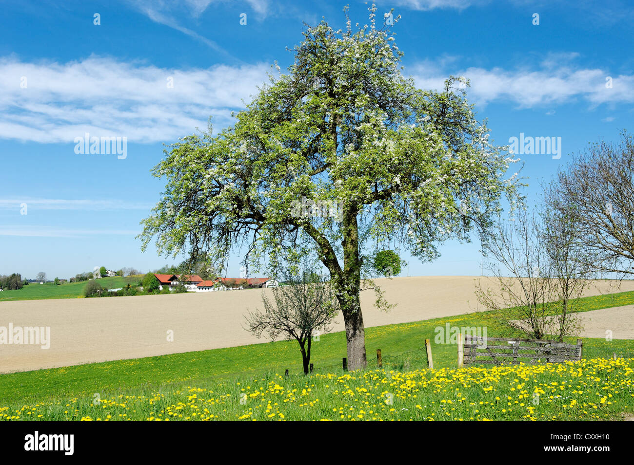 Perach hi-res stock photography and images - Alamy