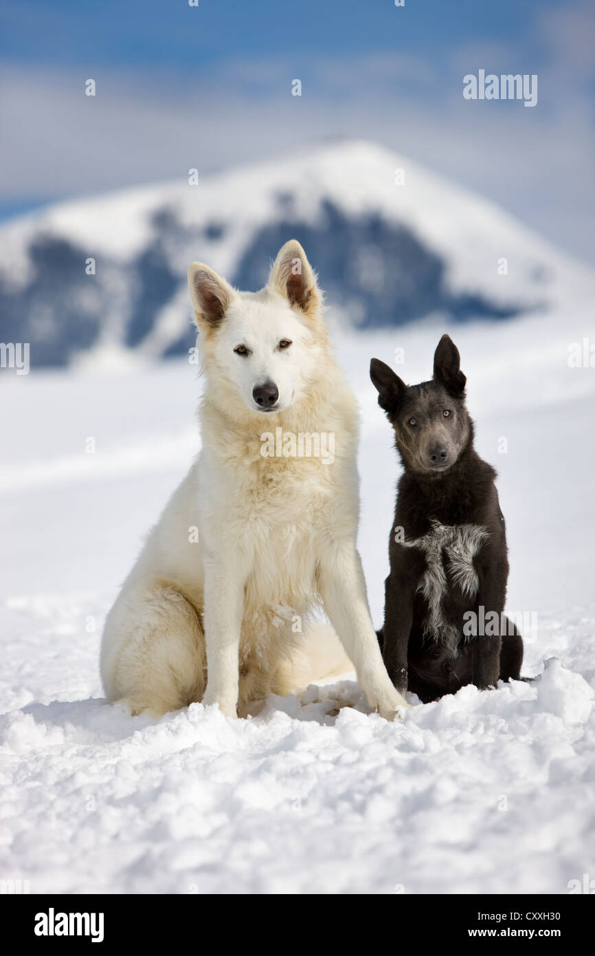 White Shepherd and Alpine Shepherd sitting in the snow, North Tyrol ...