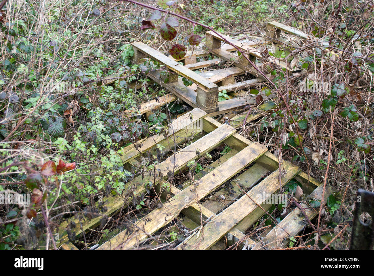 Old abandoned wooden pallets with weeds and brambles growing over them ...