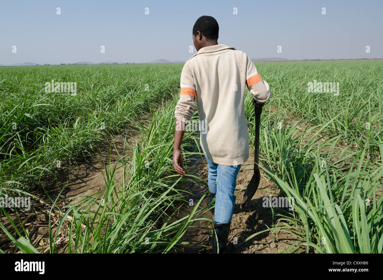 Smallholder farmer irrigating his sugarcane field. Kaleya Company ...