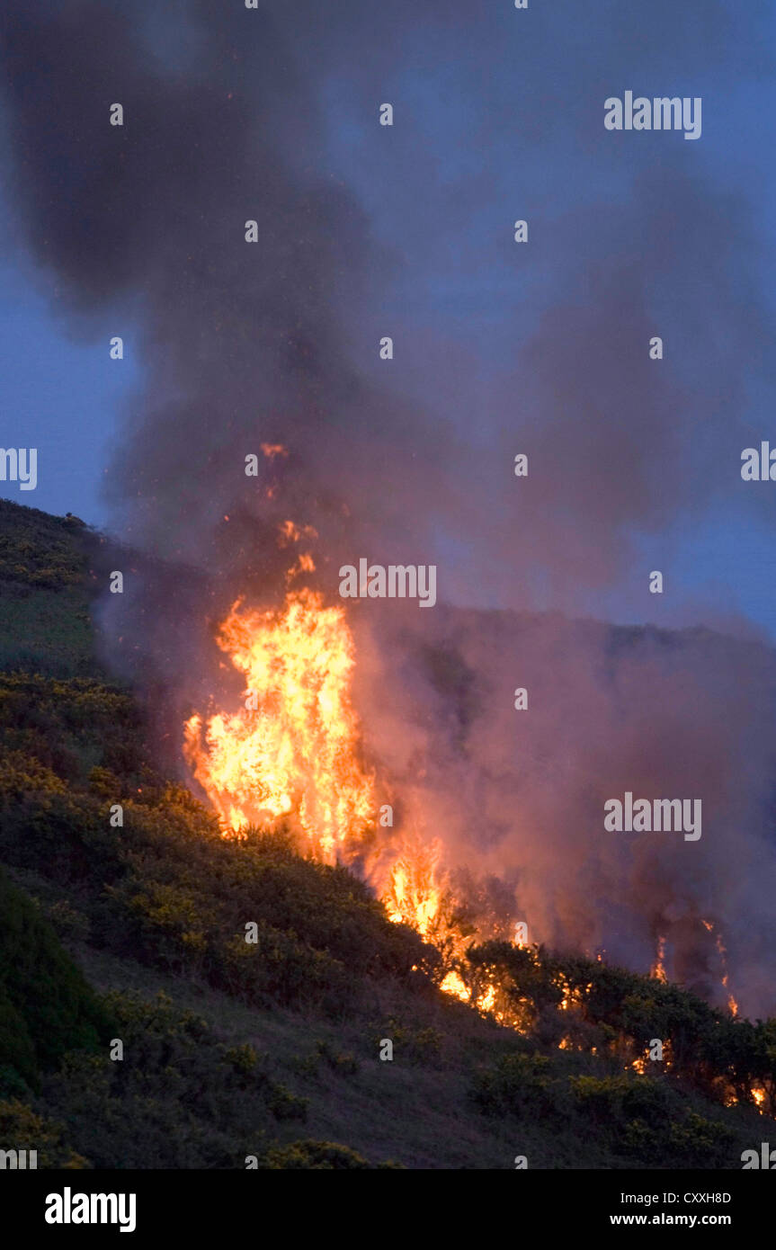 A large bracken fire alongside the coastal path that runs along the top ...