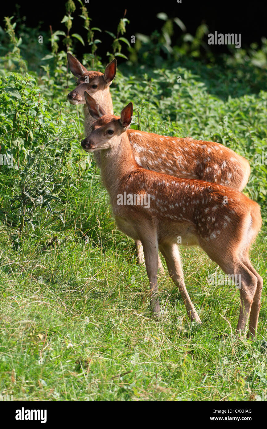 Red deer fawns hi-res stock photography and images - Alamy