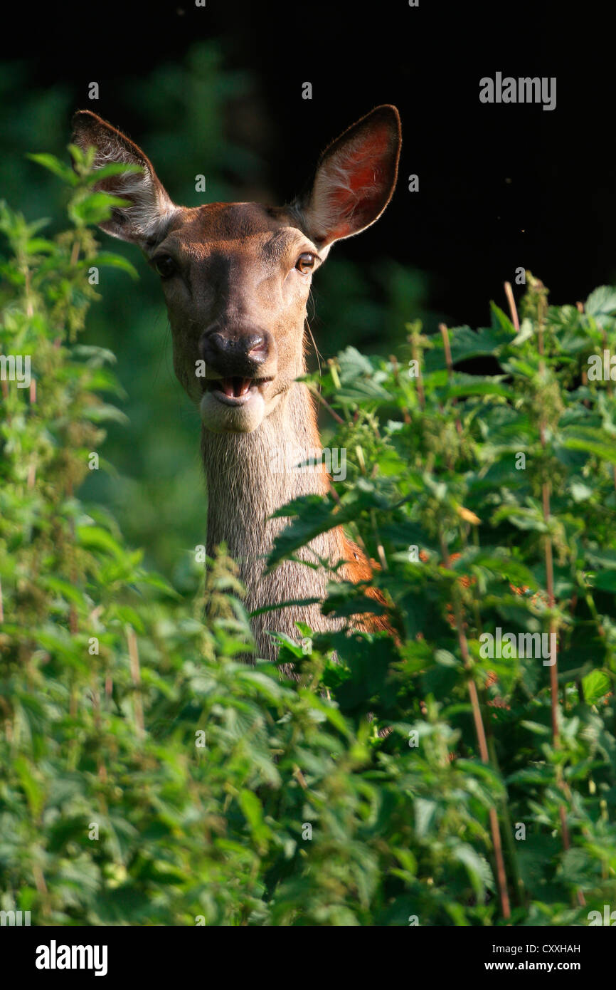 Red deer (Cervus elaphus), female, hind, watchful between nettles ...