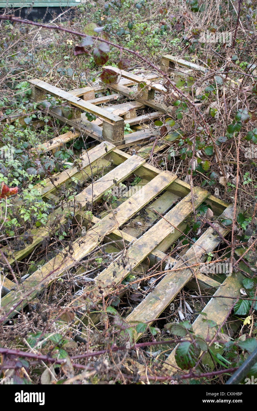 Old abandoned wooden pallets with weeds and brambles growing over them ...