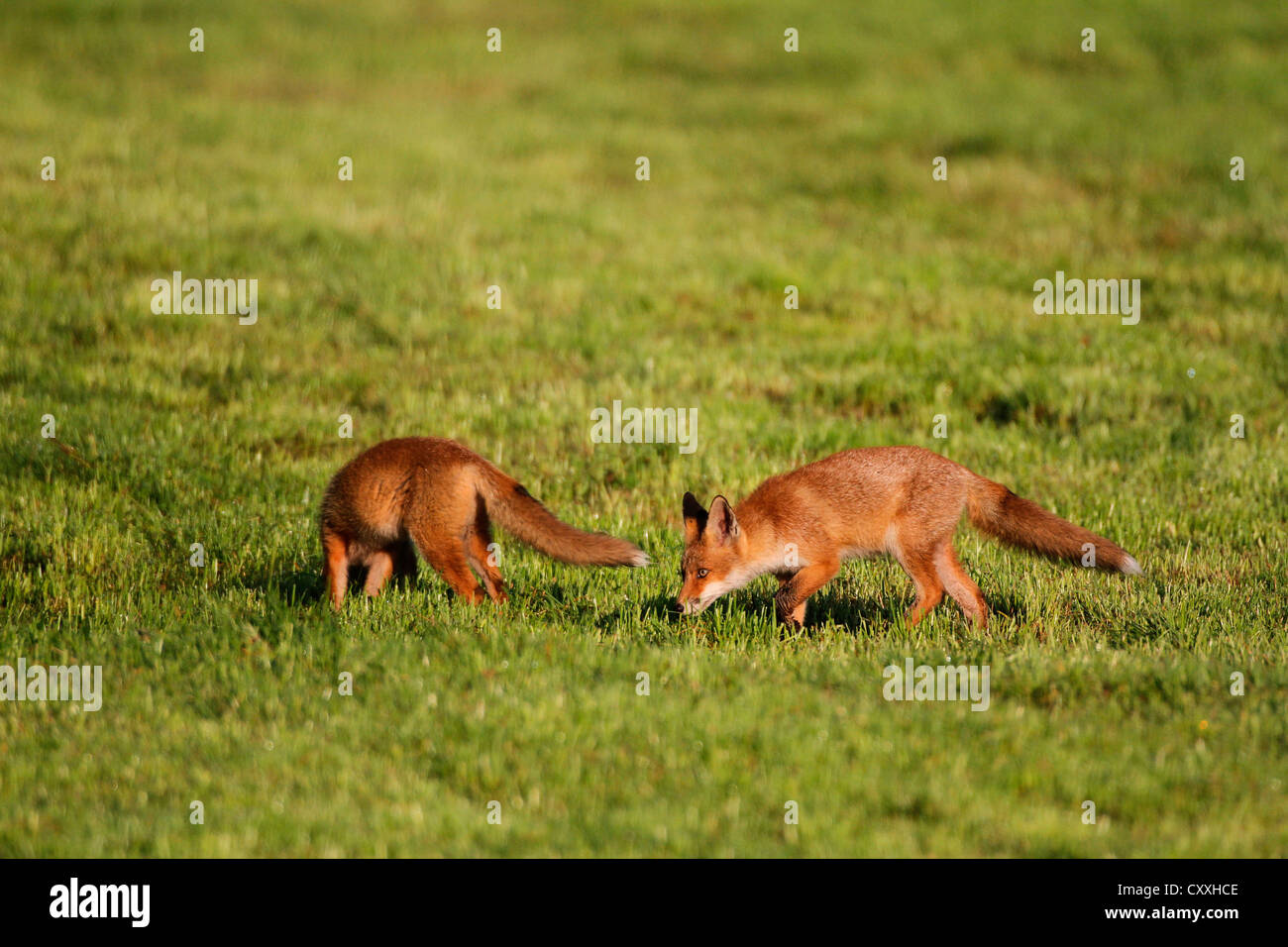 Young red foxes (Vulpes vulpes) on cut meadow, Allgaeu, Bavaria Stock ...