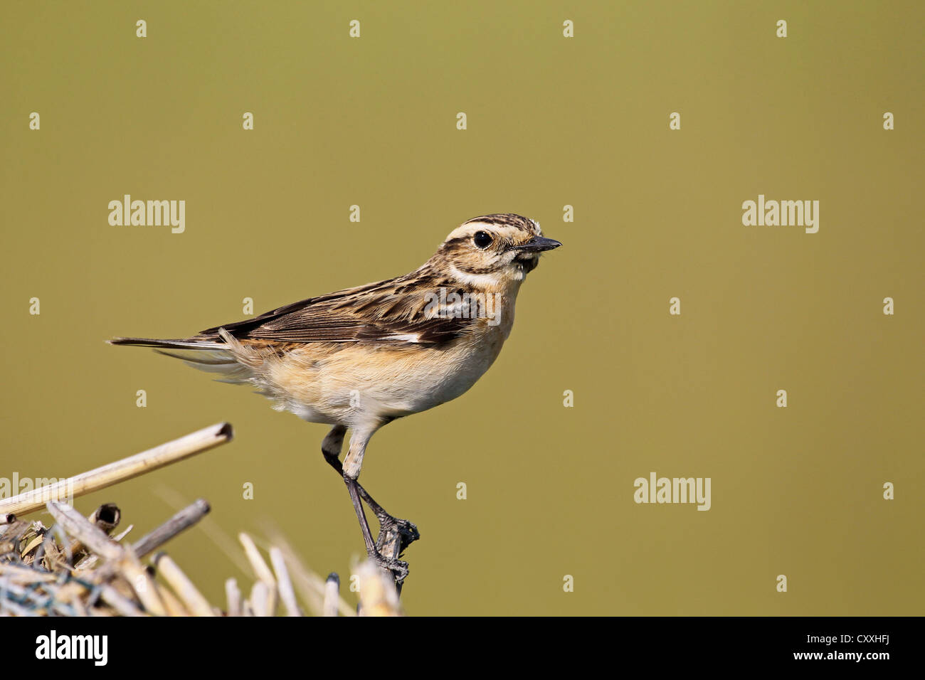 Saxicola whinchat hi-res stock photography and images - Alamy