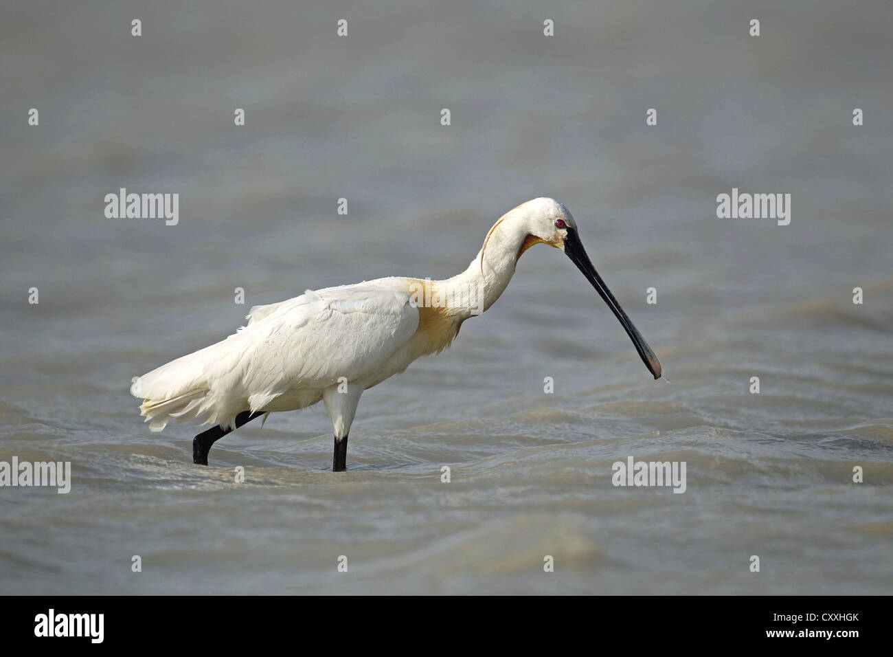 Eurasian spoonbill (Platalea leucorodia), Burgenland, Austria, Europe ...