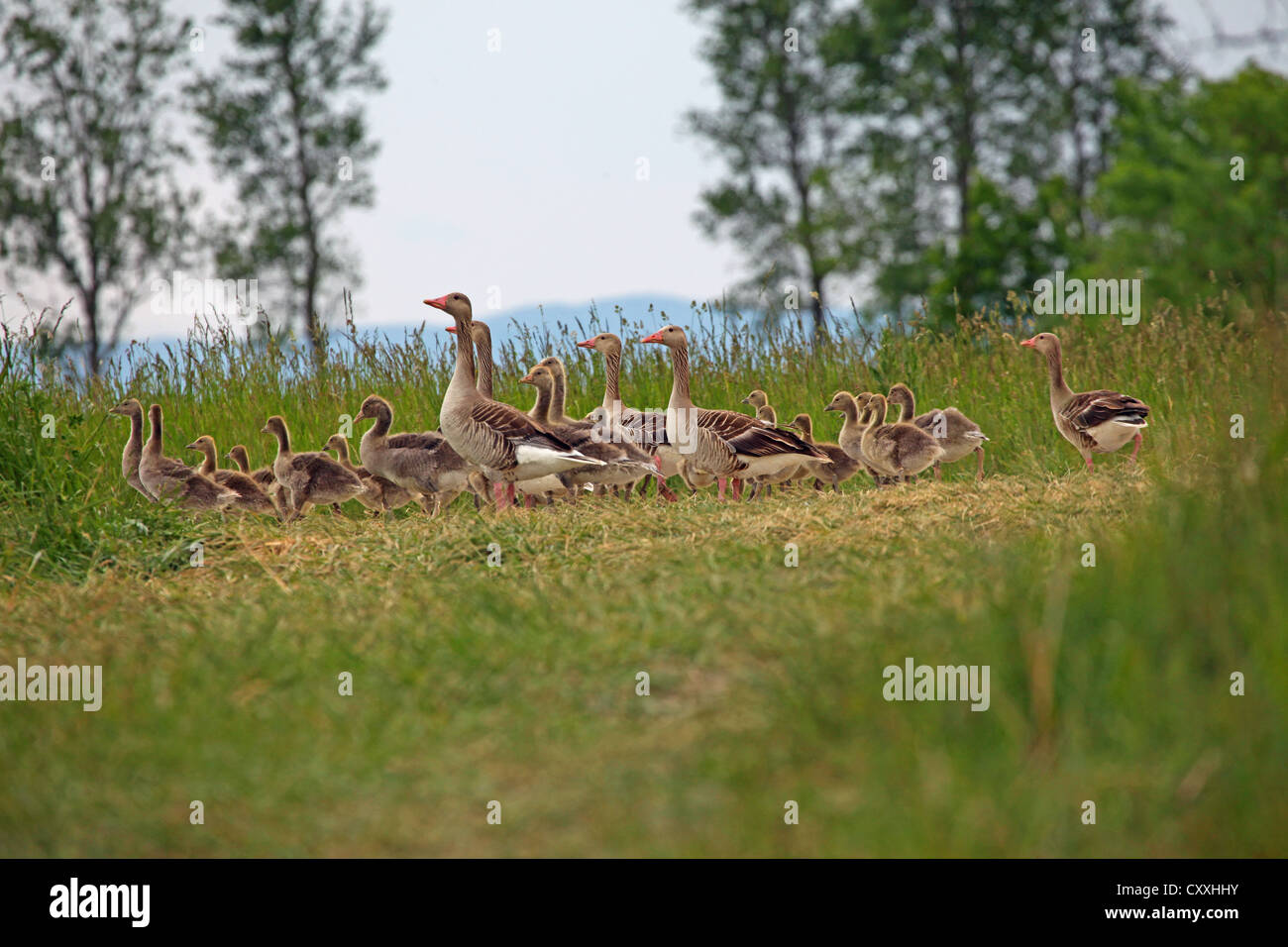 Greylag geese (Anser anser) with goslings, Burgenland, Austria, Europe ...