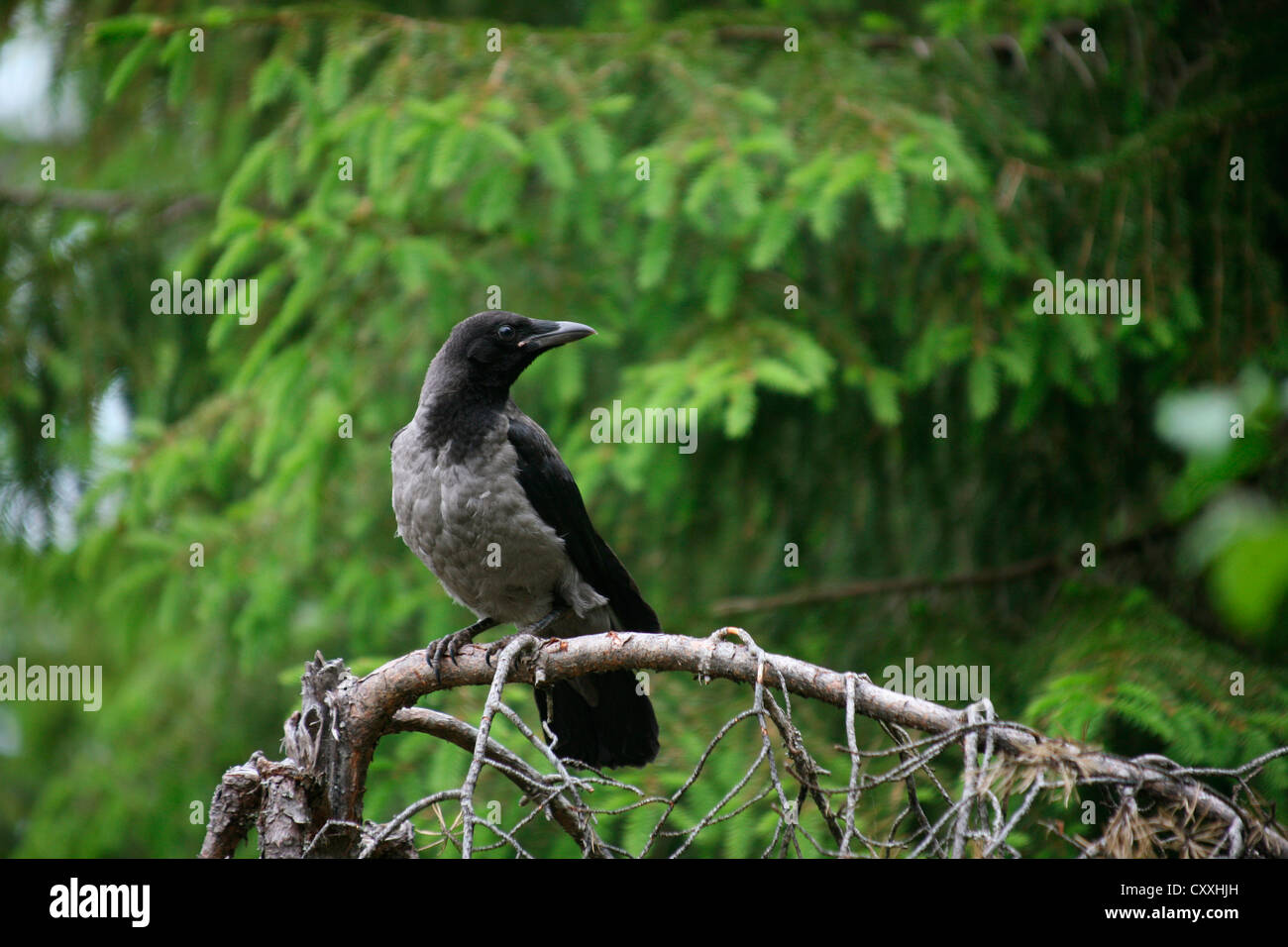 Young crow bird hi-res stock photography and images - Alamy