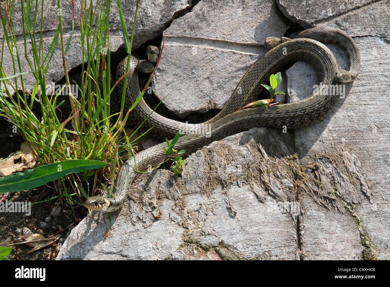 Large european snake hi-res stock photography and images - Alamy