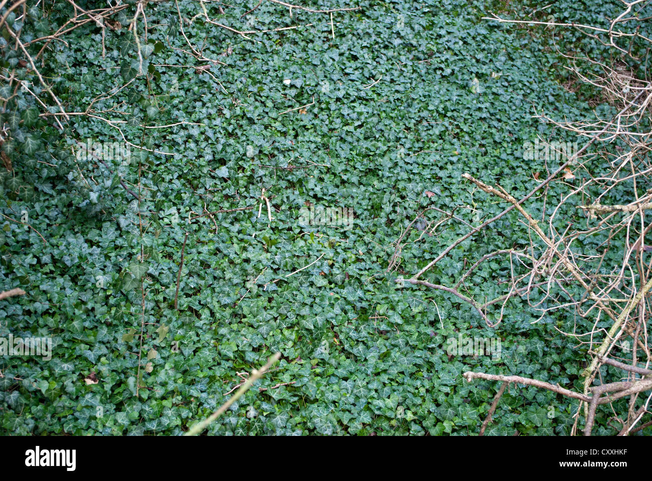 Mass of ivy covering the ground Stock Photo - Alamy