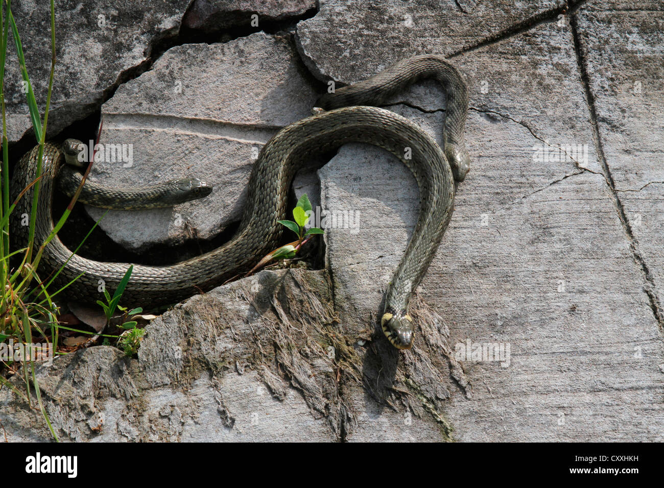 Grass snakes (Natrix natrix), four males courting a large female, Lake ...