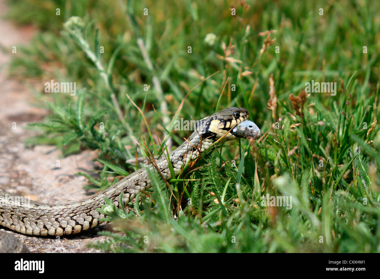 Grass snake (Natrix natrix) with a captured Belica or Moderlieschen ...