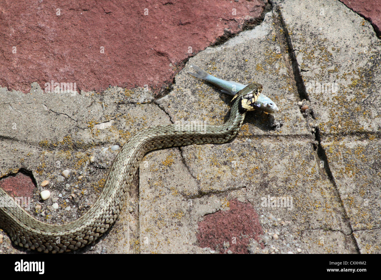 Grass snake (Natrix natrix) with a captured Belica or Moderlieschen ...