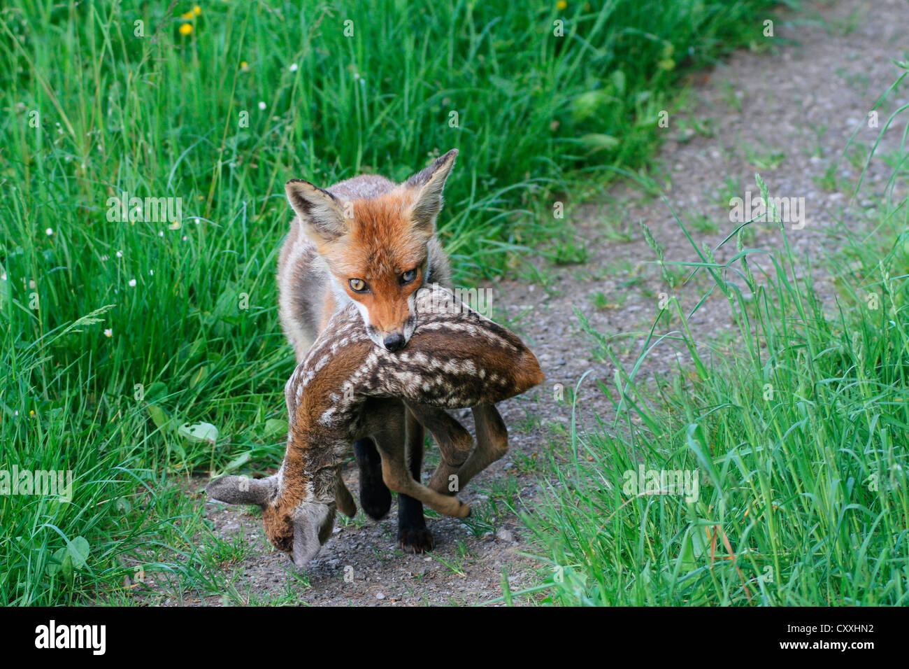 Photo of a red fox hi-res stock photography and images - Alamy