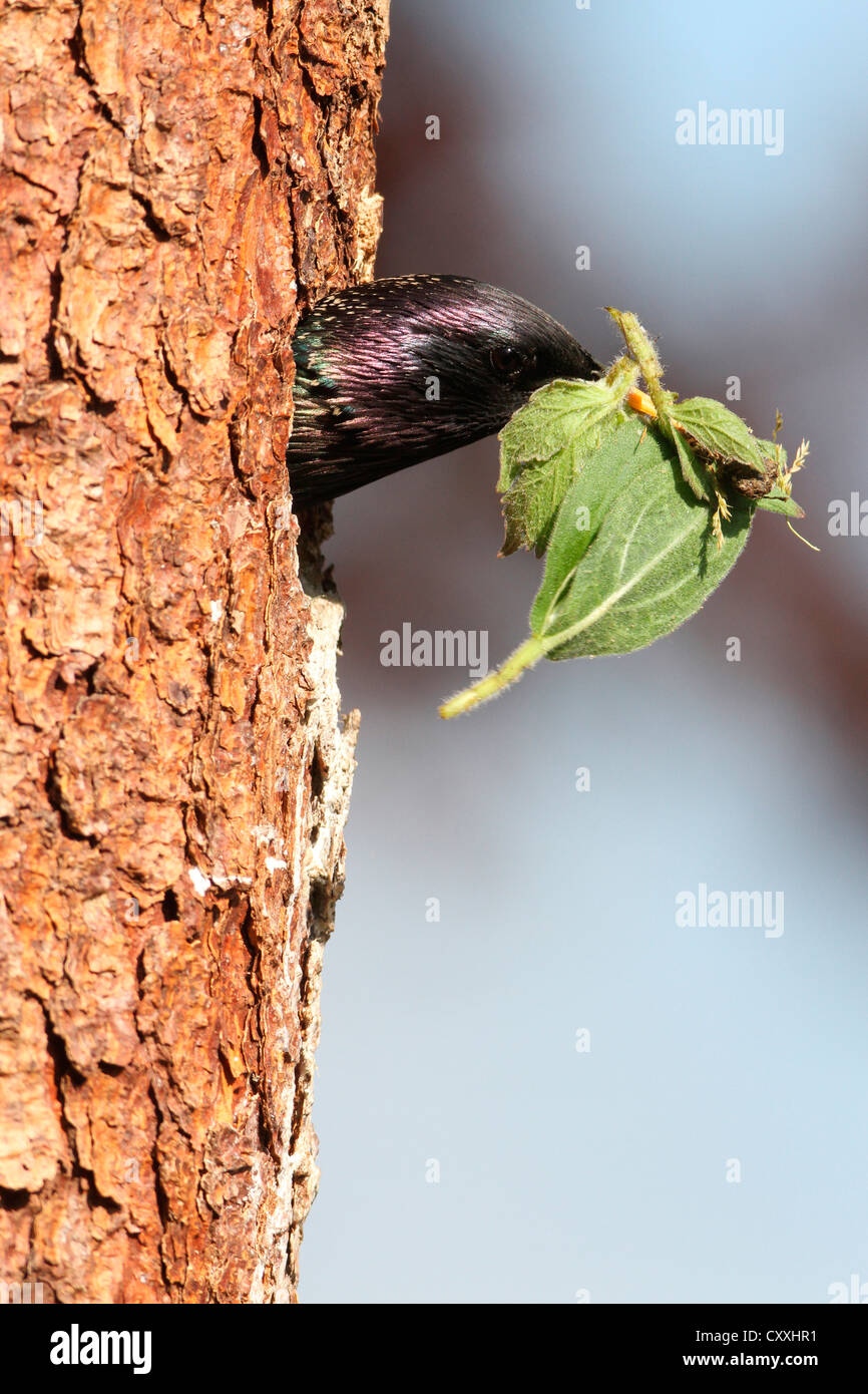 Starling (Sturnus vulgaris), removing old nesting material from nesting ...