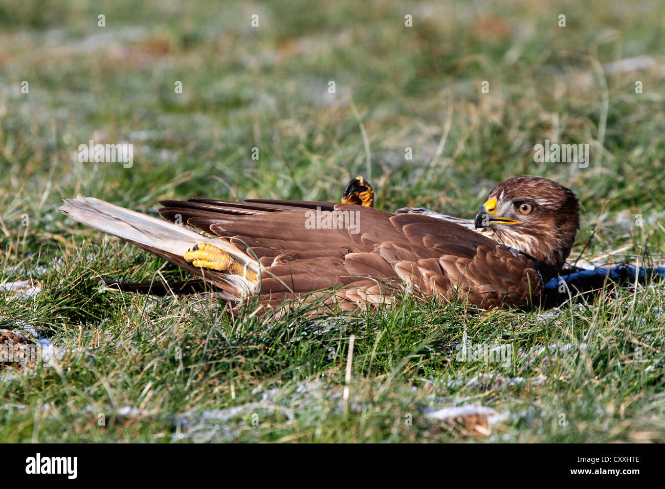 Defensive posture hi-res stock photography and images - Alamy