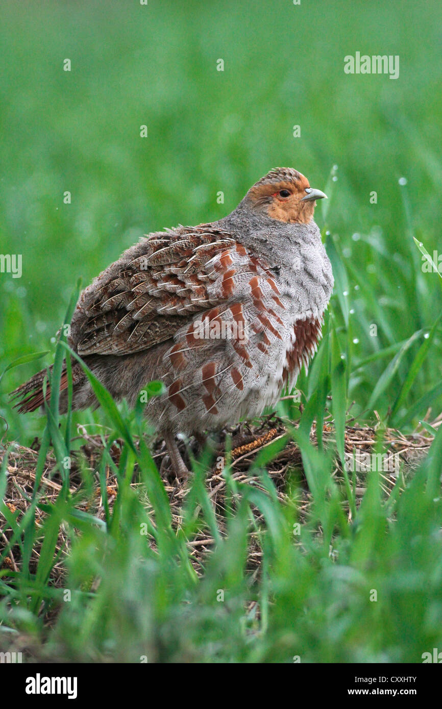 Partridge (Perdix perdix), standing in a field, Lower Austria, Austria ...