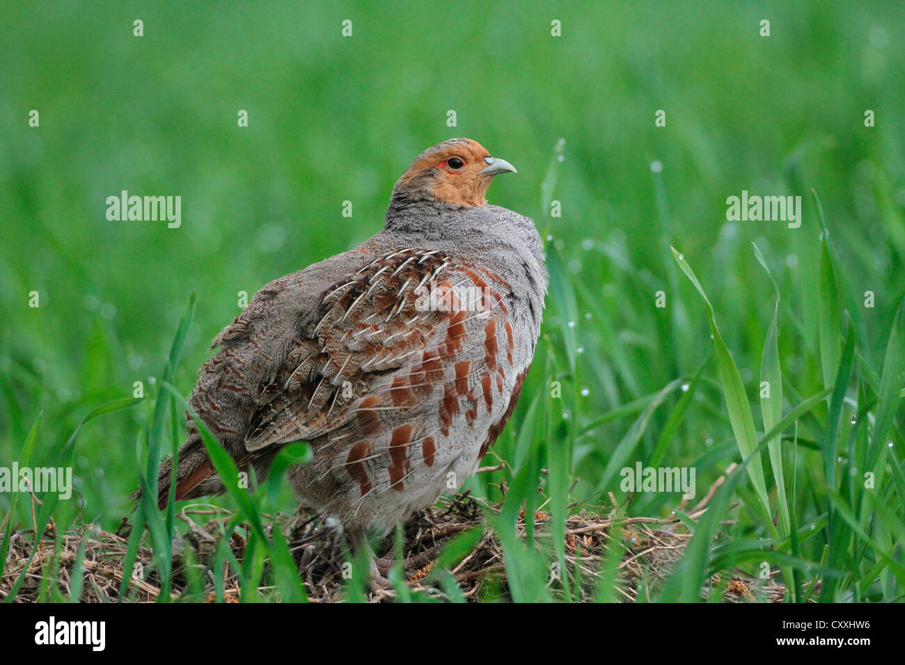 Partridge (Perdix perdix), standing in a field, Lower Austria, Austria ...