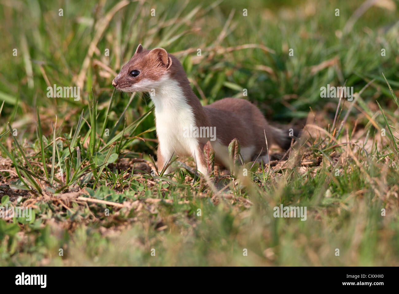 Short tailed weasels hi-res stock photography and images - Alamy