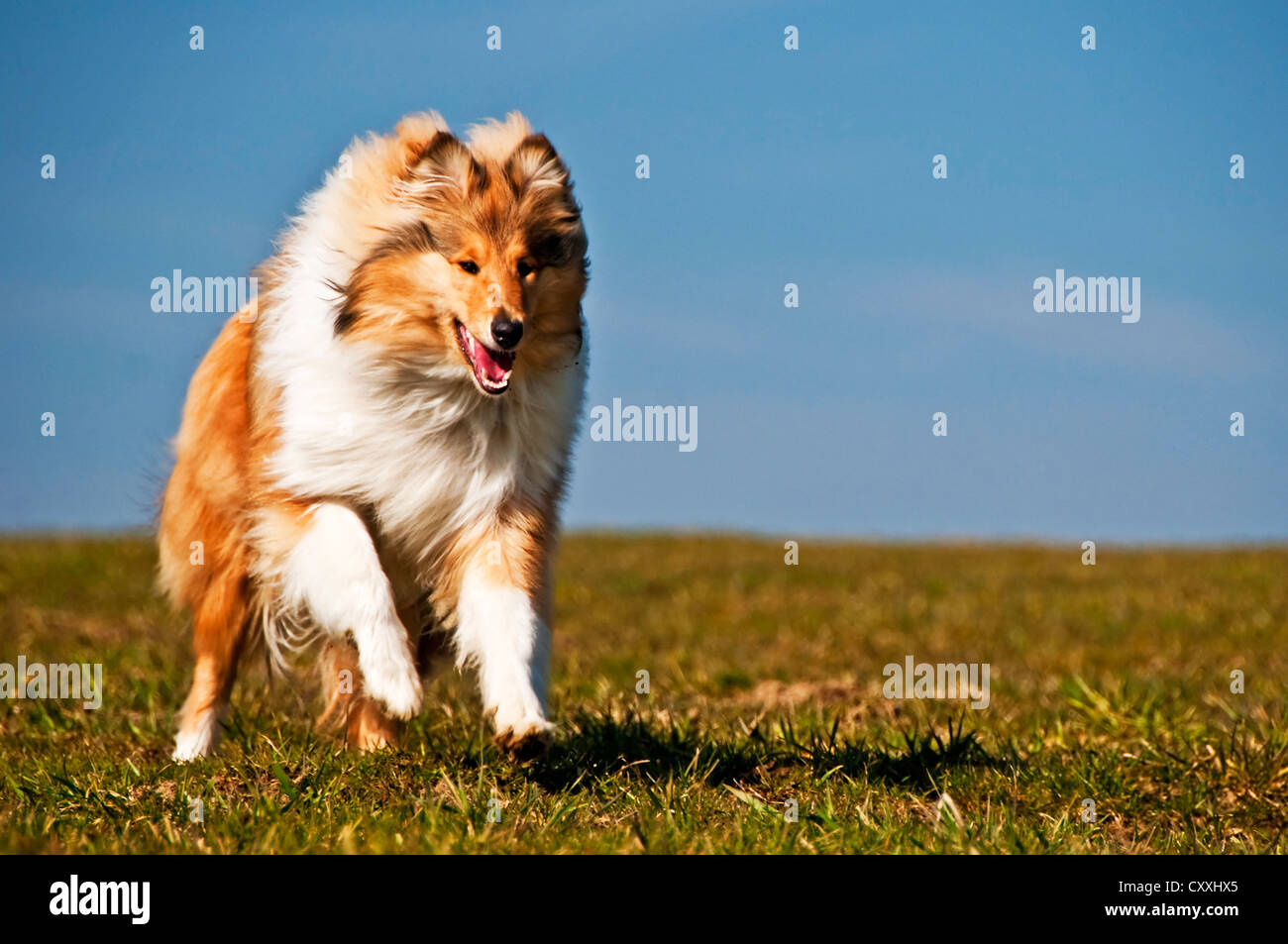 Running collie hi-res stock photography and images - Alamy