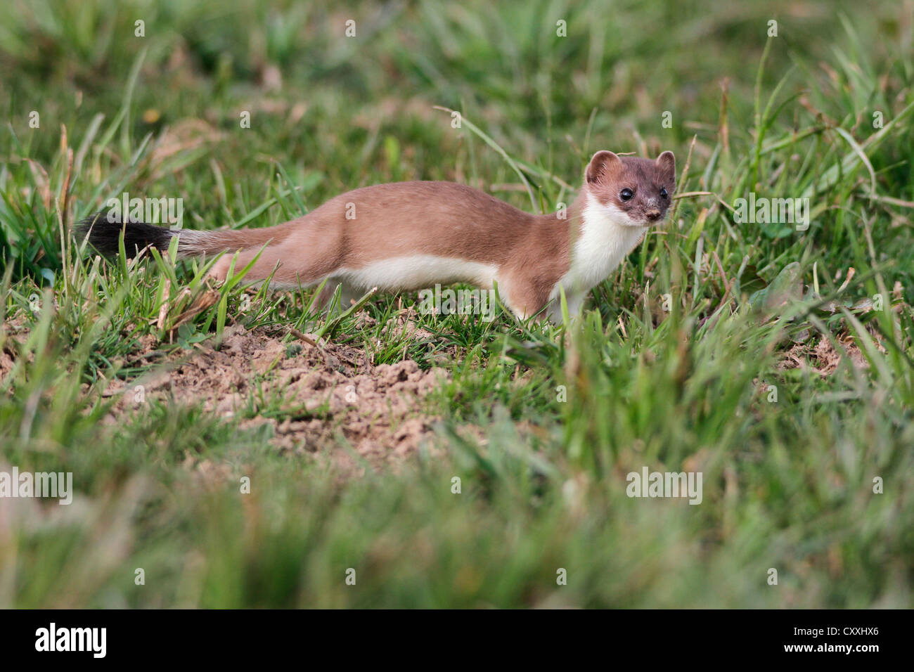 Arctic Ermine In Summer