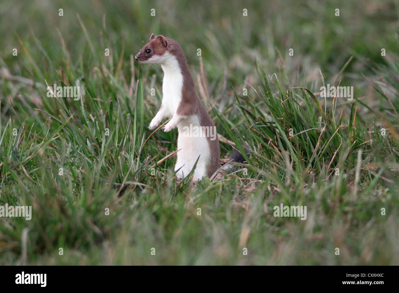 Ermine, short-tailed weasel (Mustela erminea), almost summer coat ...