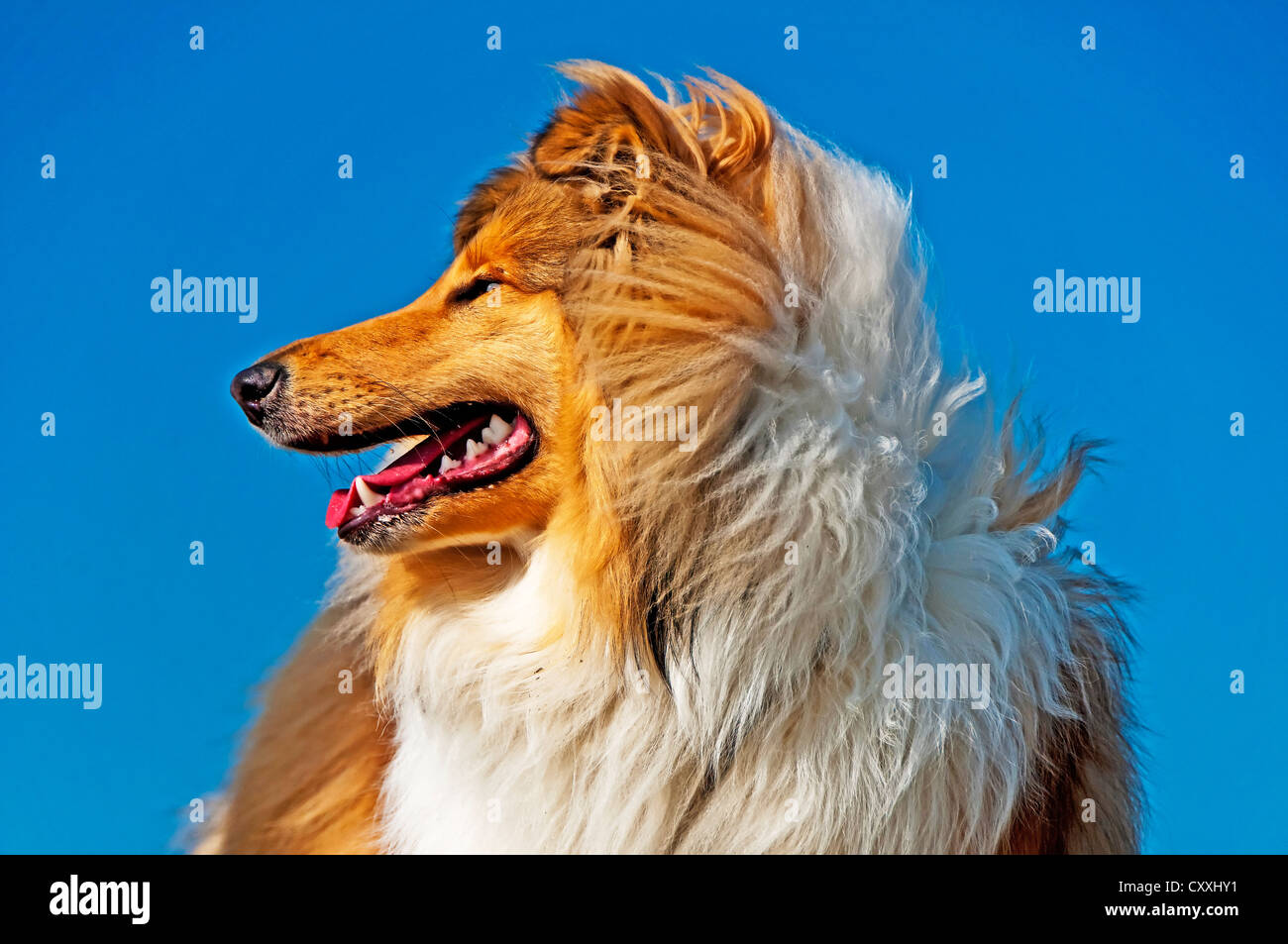 Head of an British purebred female collie dog Stock Photo - Alamy