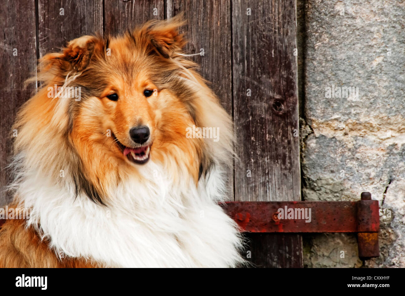 Collie dog, a female British purebred Stock Photo - Alamy