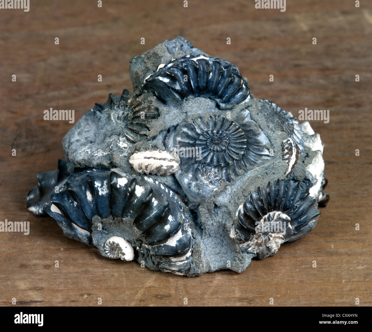 Ammonoidea hi-res stock photography and images - Alamy